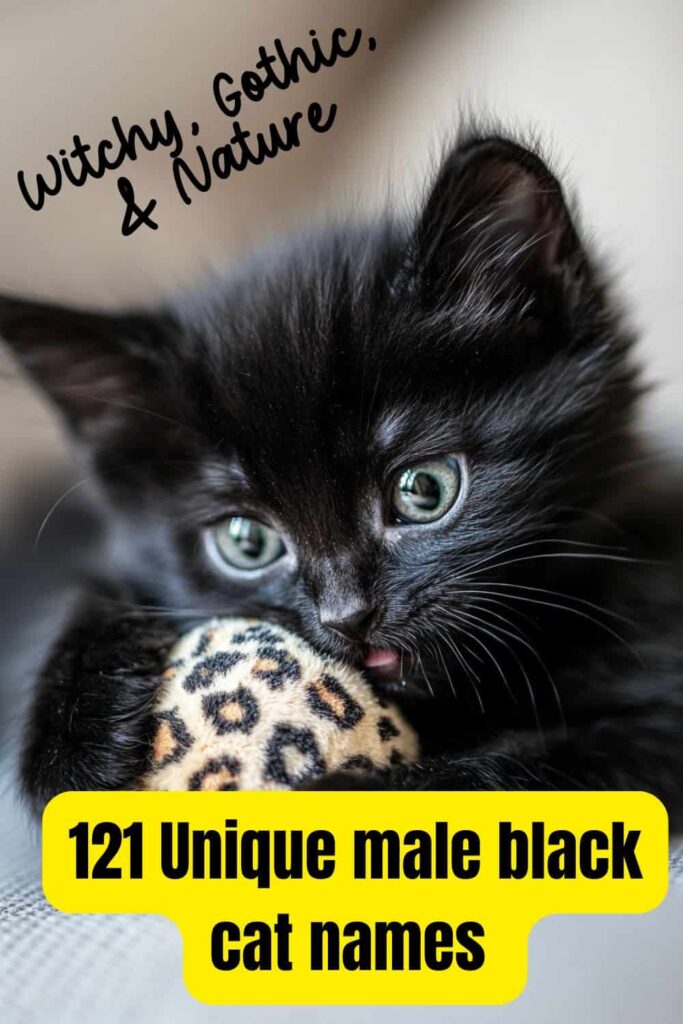 121 Cool Black Cat Names (Unique, Witchy, Gothic & Nature Inspired)
