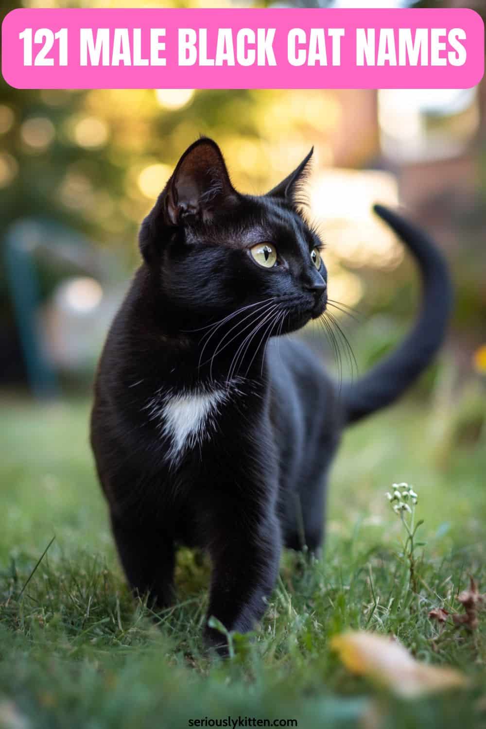 121 Cool Black Cat Names (Unique, Witchy, Gothic & Nature Inspired)
