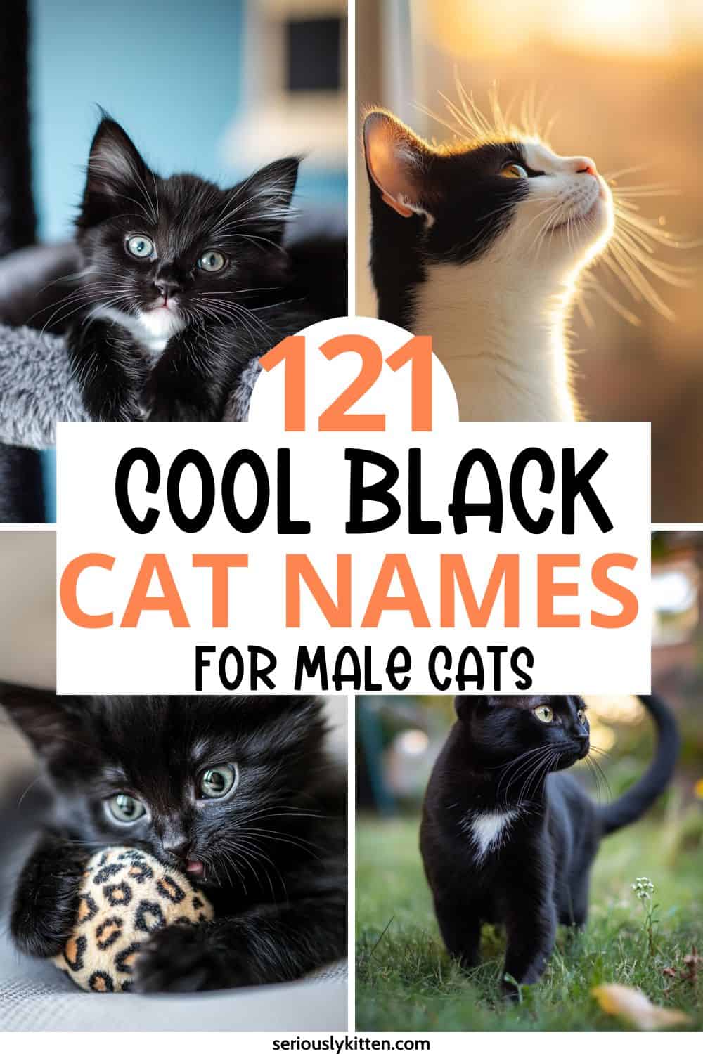 121 Cool Black Cat Names (Unique, Witchy, Gothic & Nature Inspired)