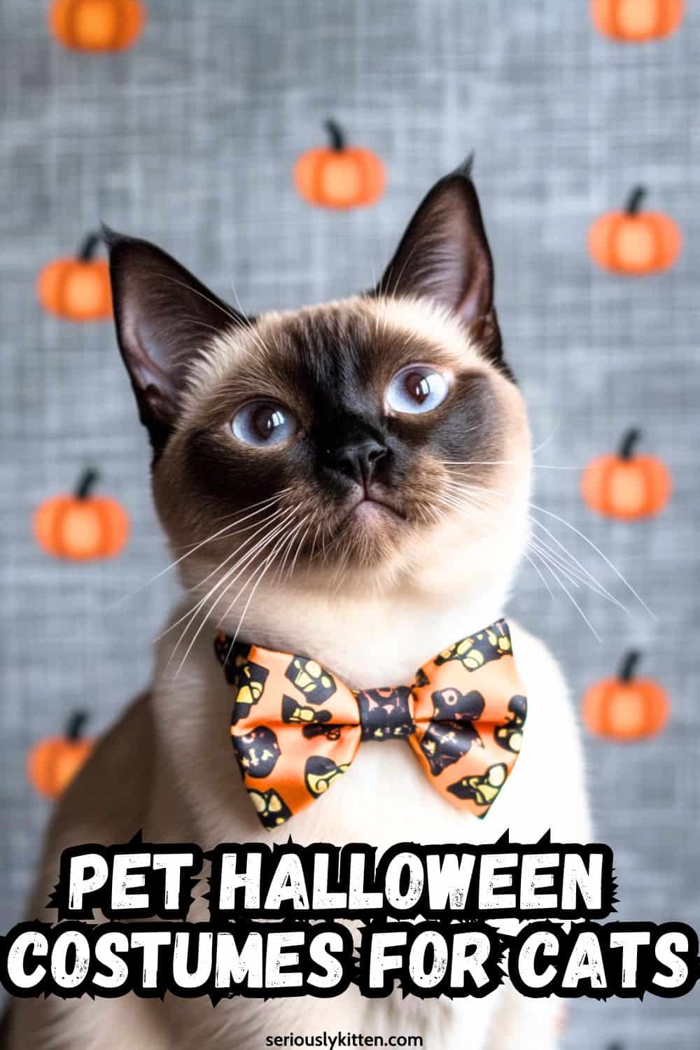 31 Playful Halloween Costume Ideas for Cats