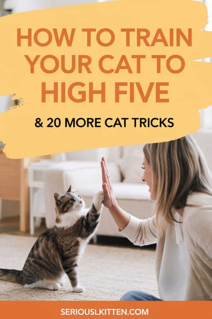 20 Cool Tricks to Teach Your Cat