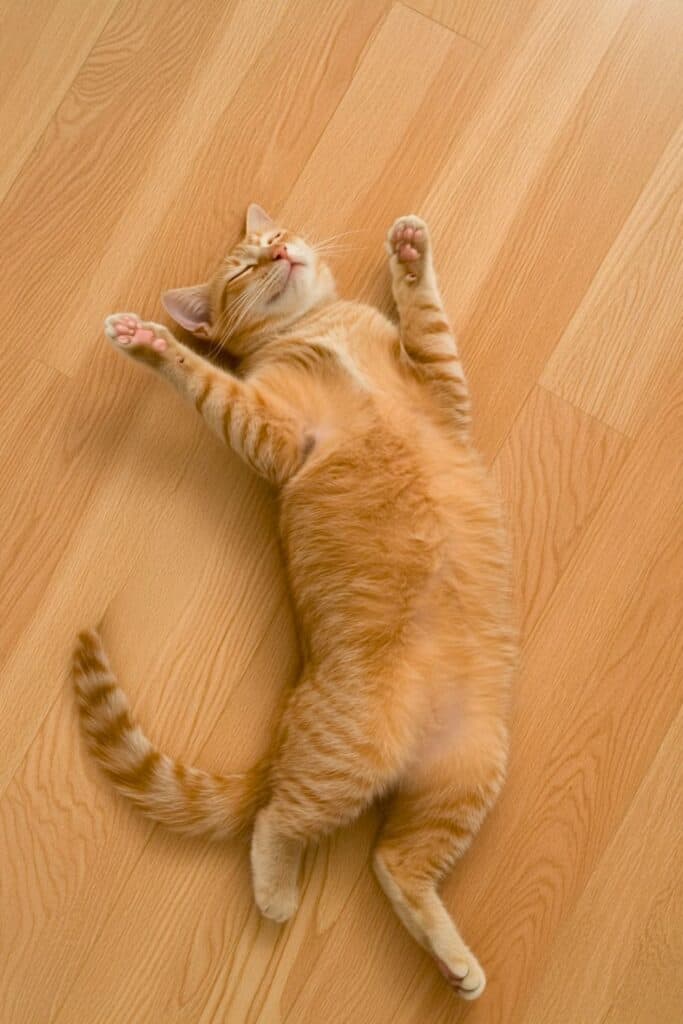 20 Cool Tricks to Teach Your Cat