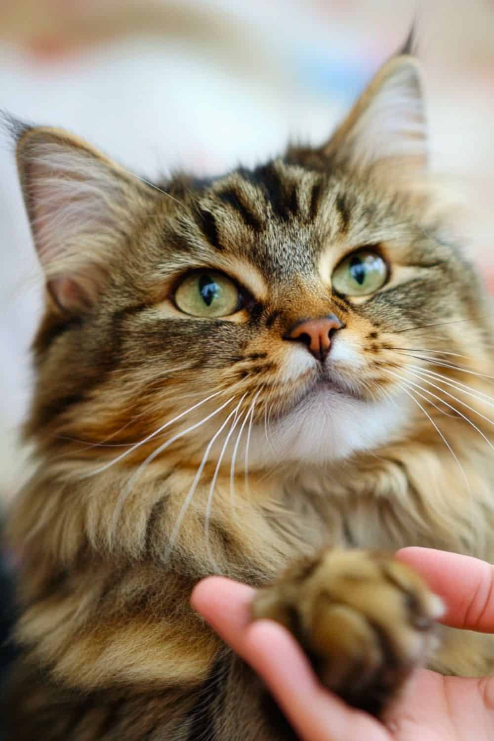 20 Cool Tricks to Teach Your Cat