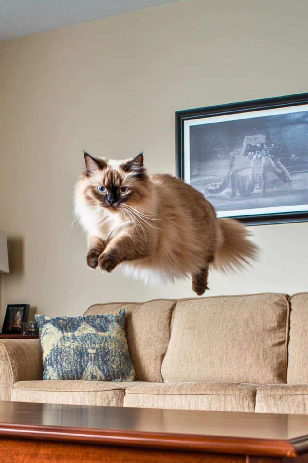 20 Cool Tricks to Teach Your Cat
