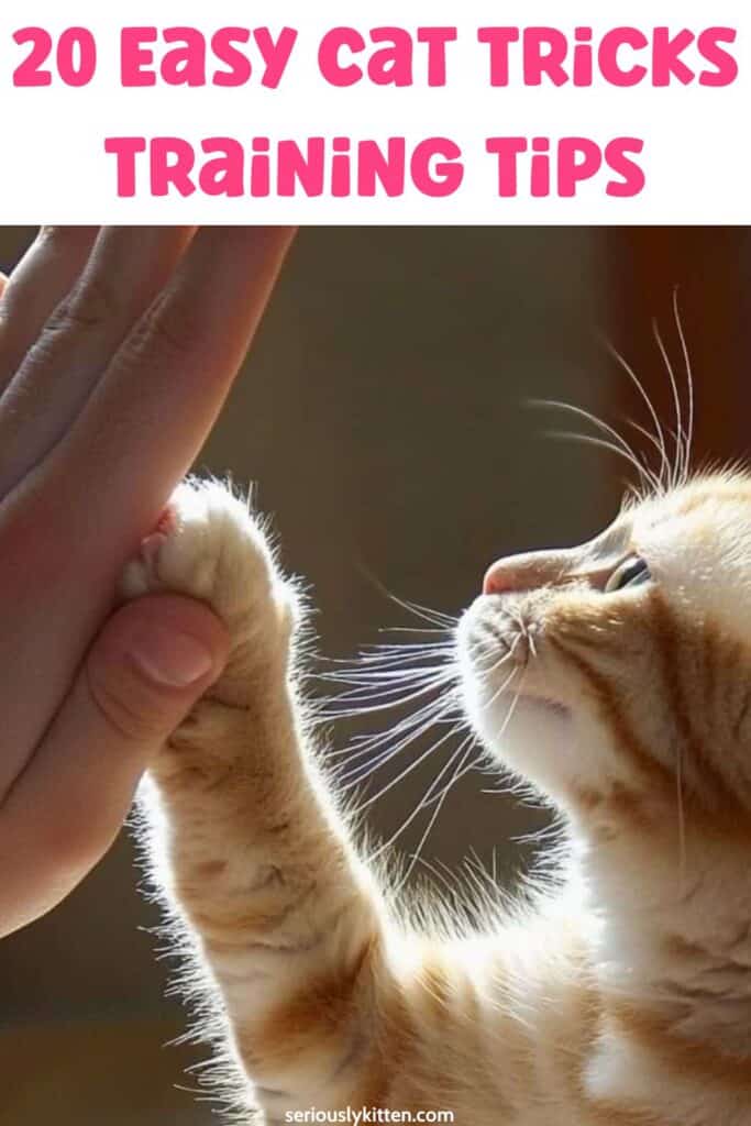 20 Cool Tricks to Teach Your Cat