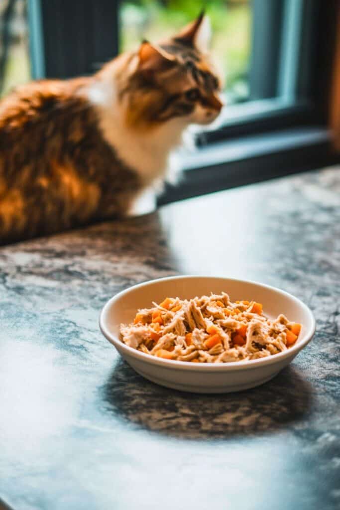 24 Easy Homemade Cat Food Recipes