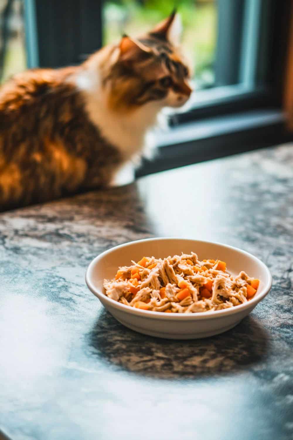 24 Easy Homemade Cat Food Recipes