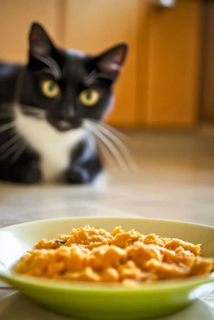 24 Easy Homemade Cat Food Recipes