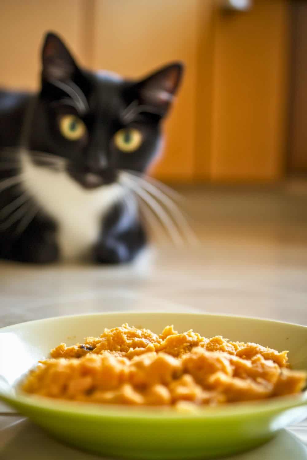24 Easy Homemade Cat Food Recipes