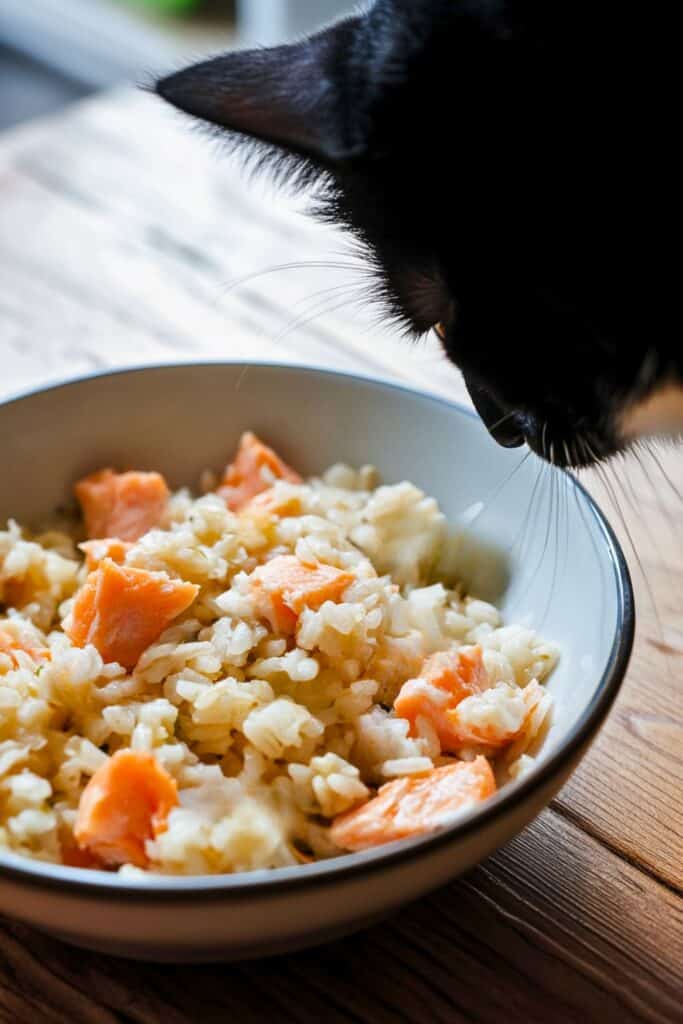 24 Easy Homemade Cat Food Recipes