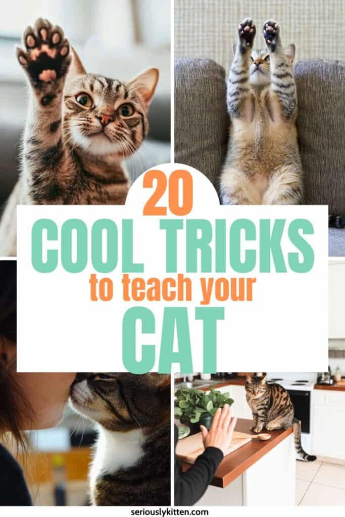 20 Cool Tricks to Teach Your Cat