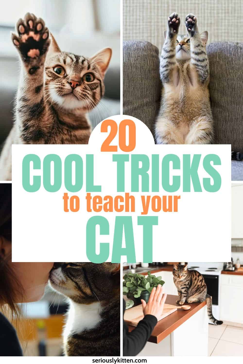 20 Cool Tricks to Teach Your Cat