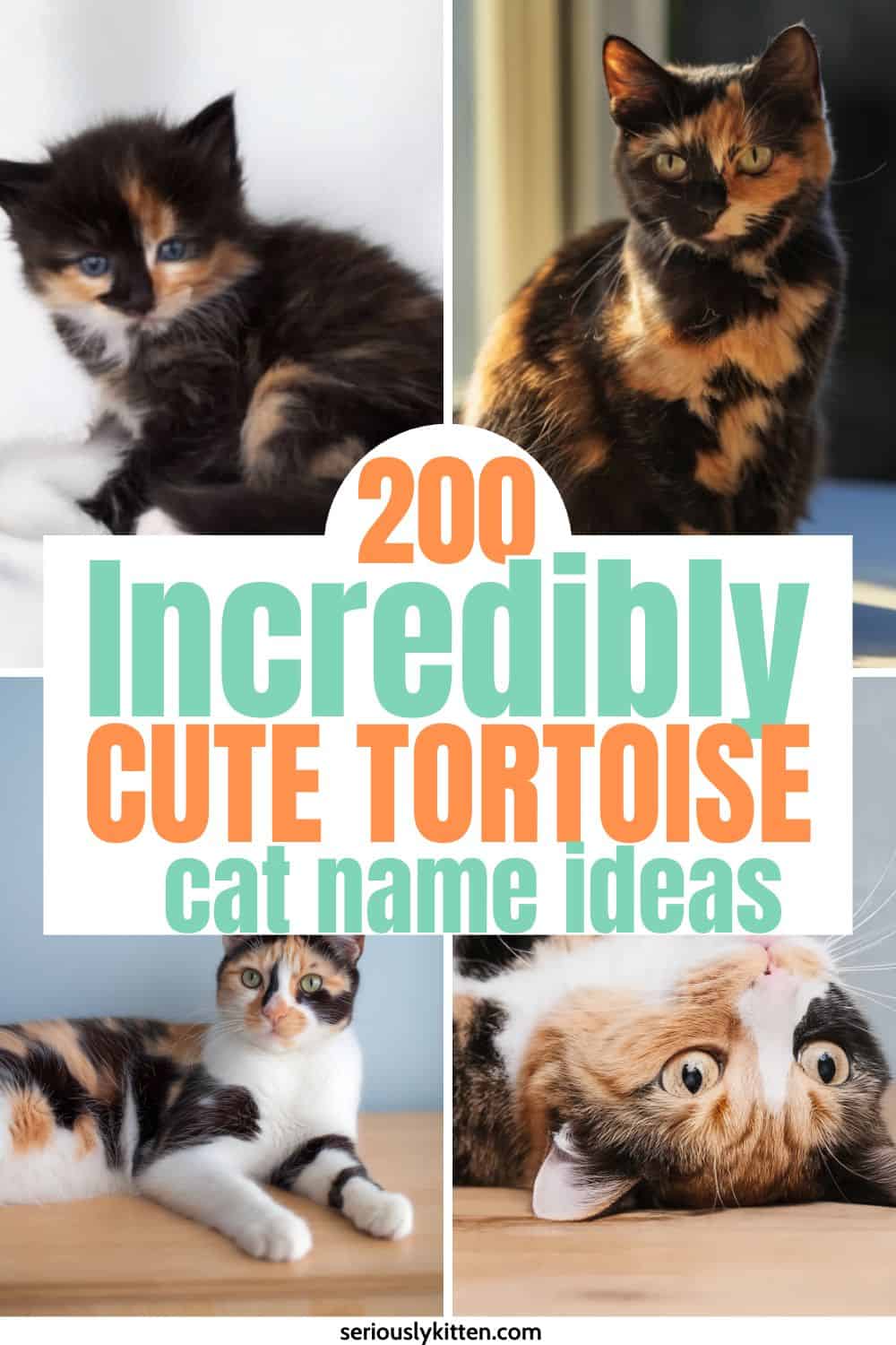 200 Cute Names for Tortoiseshell Cats