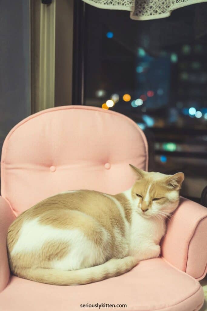 15 Adorable Pink Cat Bed Ideas Your Kitty Will Love