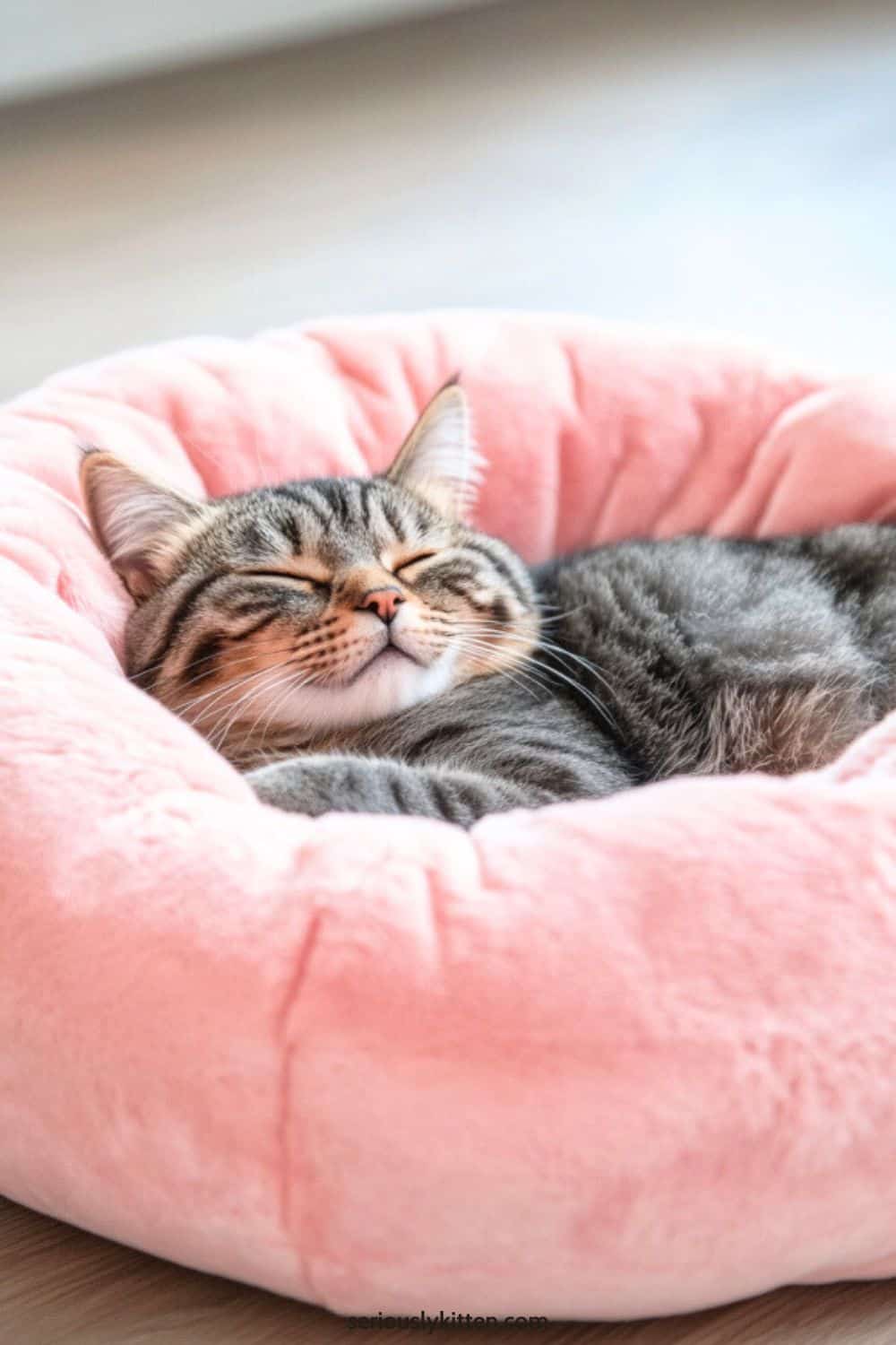 15 Adorable Pink Cat Bed Ideas Your Kitty Will Love