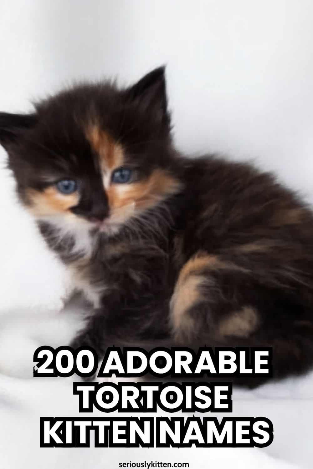 200 Cute Names for Tortoiseshell Cats