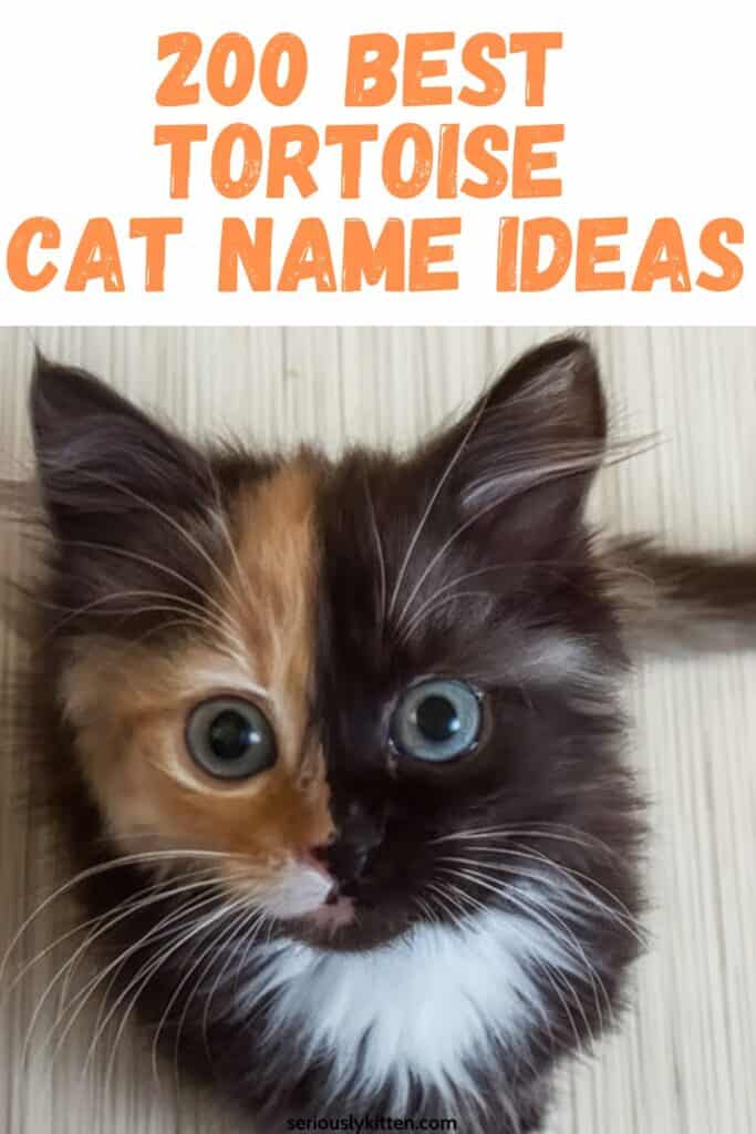 200 Cute Names for Tortoiseshell Cats