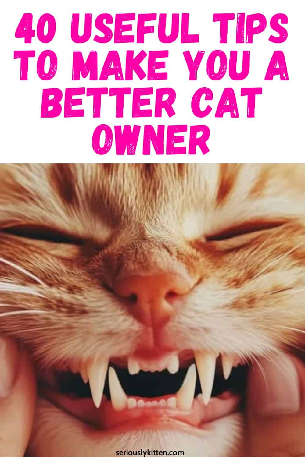 40 Useful Tips and Tricks that Will Make Anyone a Better Cat Owner