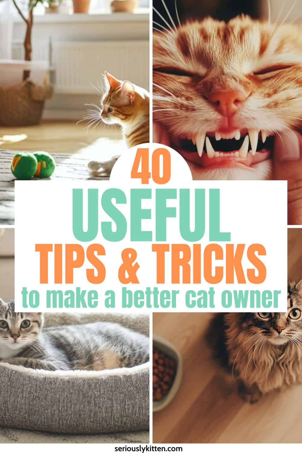 40 Useful Tips and Tricks that Will Make Anyone a Better Cat Owner