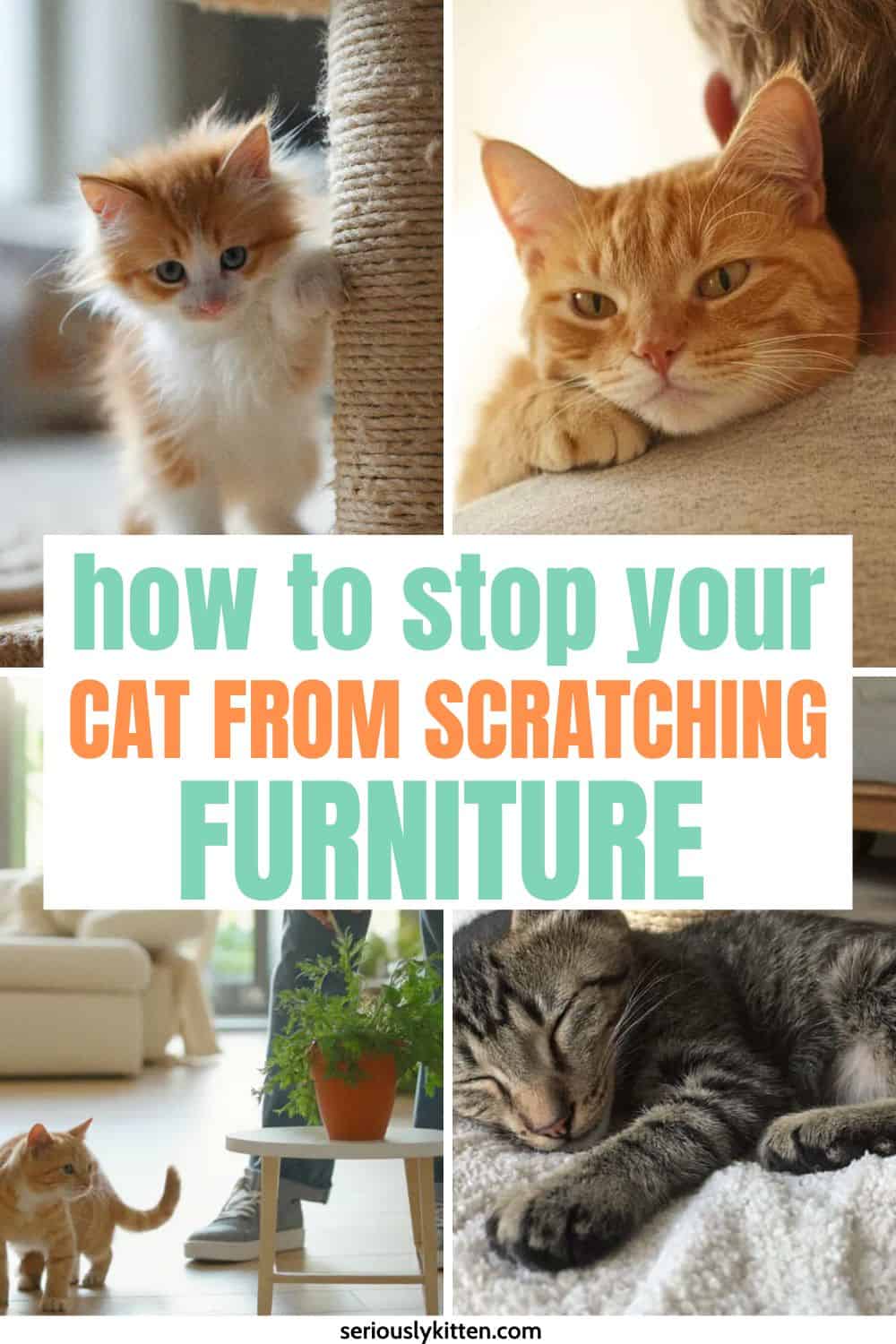 10 Life-Saving Hacks to Keep Your Kitten’s Scratching Under Control